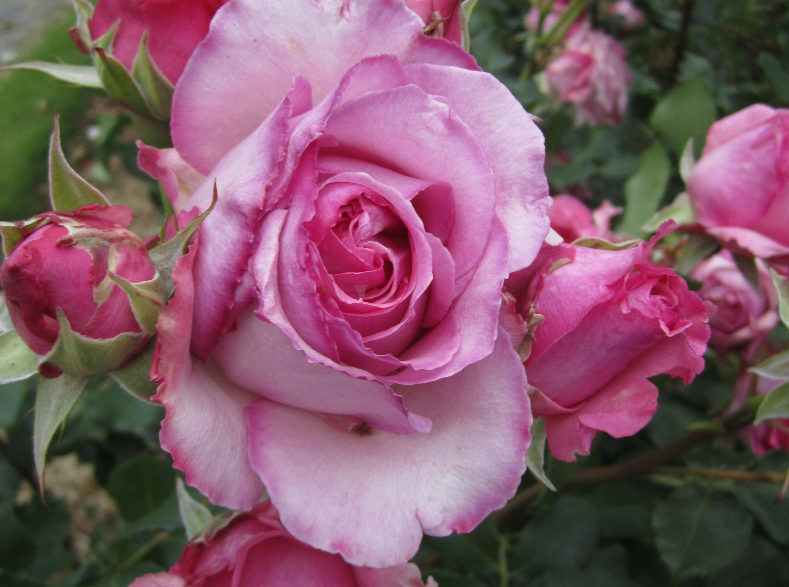 Une rose unique à l'image de votre entreprise - Roses Gaujard - Vente ...